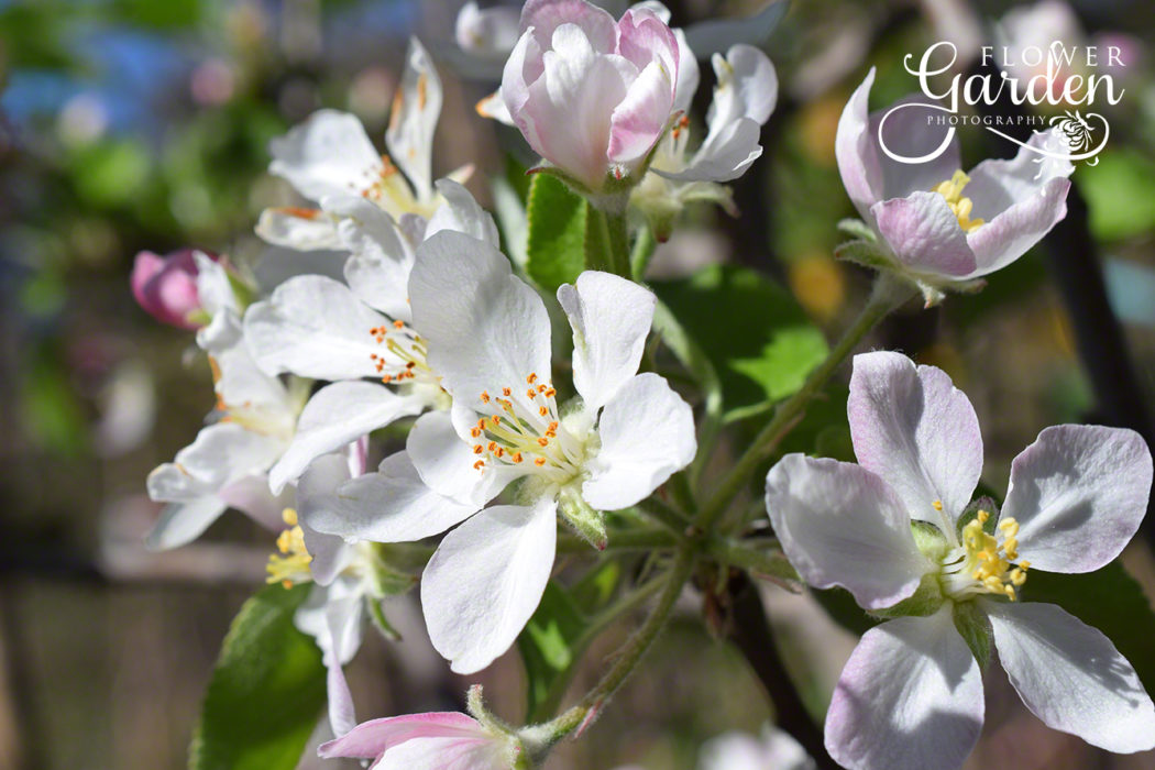 An Apple a Day – Books and Blooms