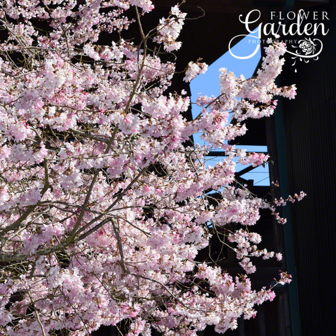 Cherry Trees in the Spring Time – Washington – Books and Blooms