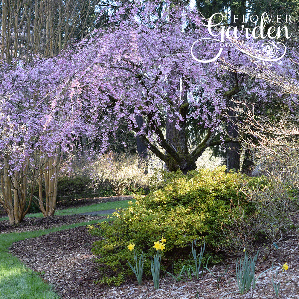 Cherry Trees in the Spring Time – Washington – Books and Blooms