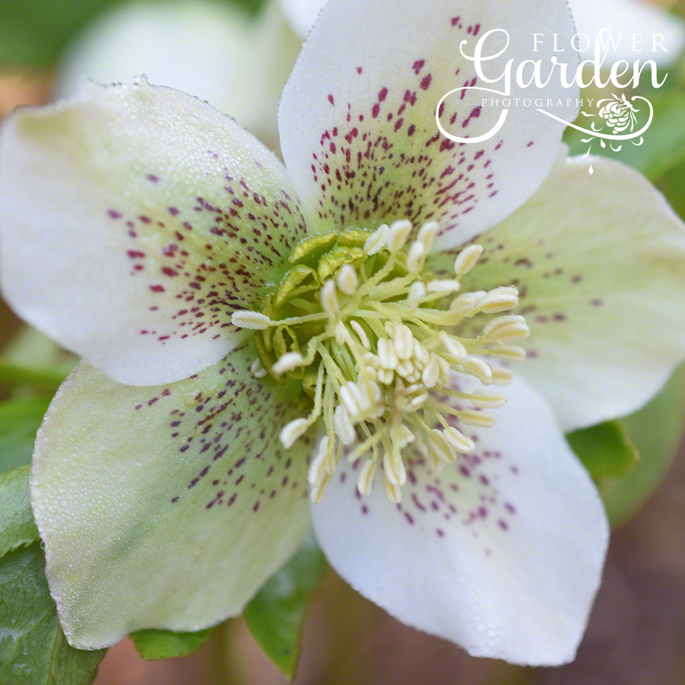 Hellebores – Seattle, Washington – Books and Blooms