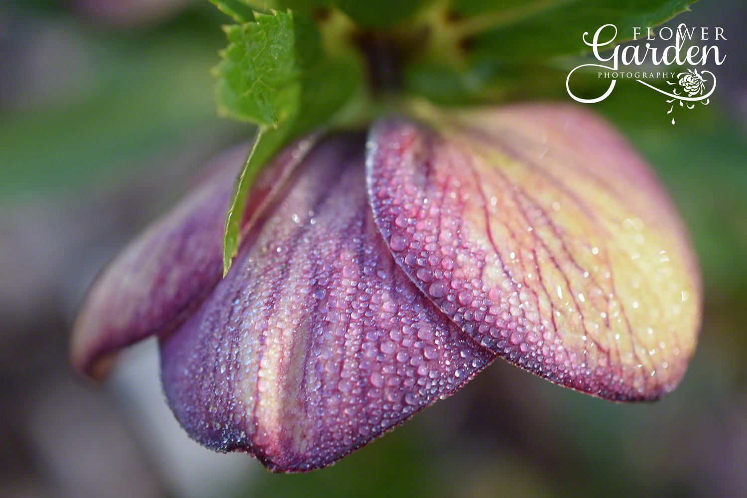 Hellebores – Seattle, Washington – Books and Blooms