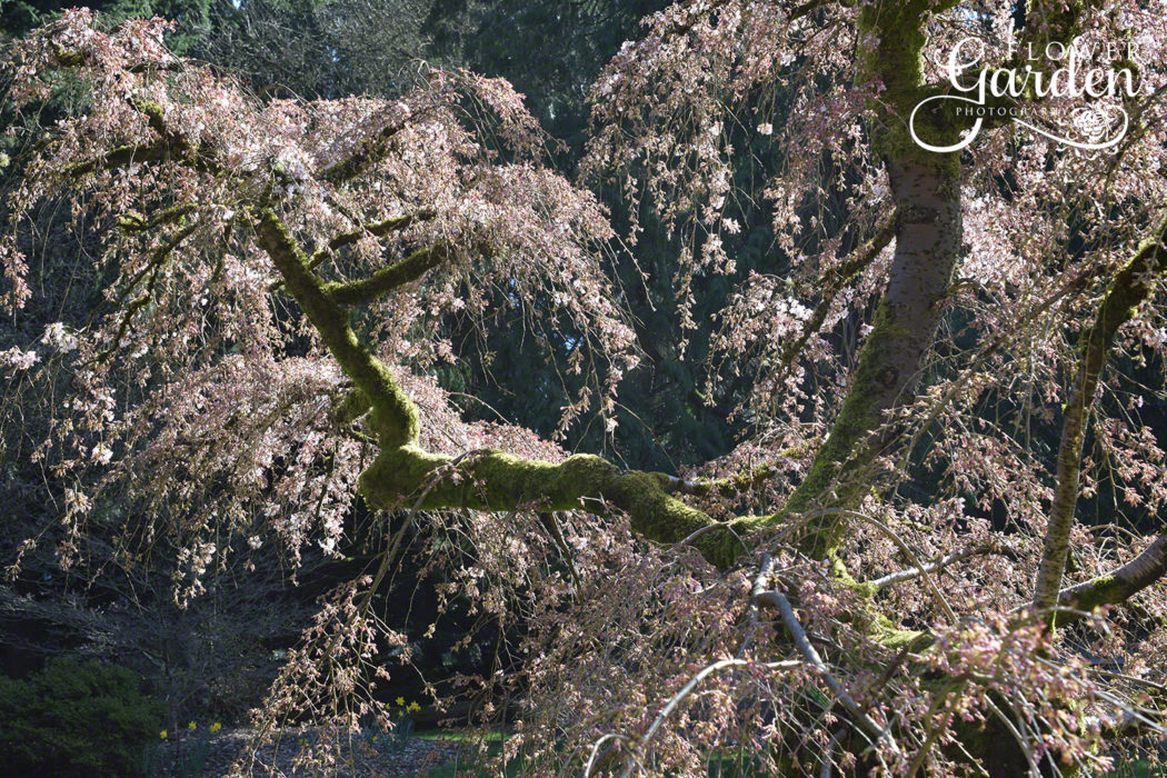 Cherry Trees in the Spring Time – Washington – Books and Blooms